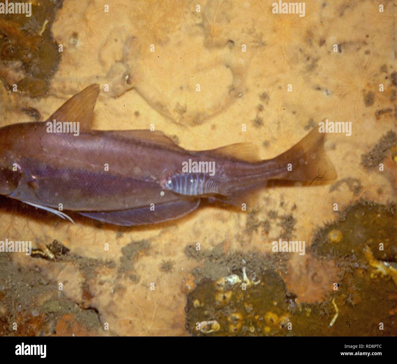 Anilocra physodes (Linnaeus, 1758) 3 Stock Photo - Alamy