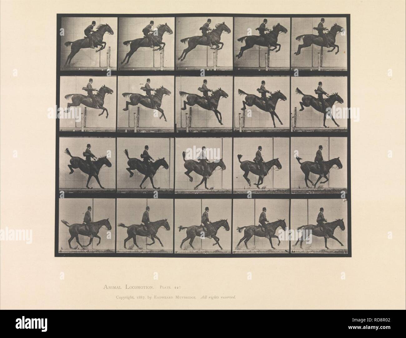 Animal movements phases hi-res stock photography and images - Alamy