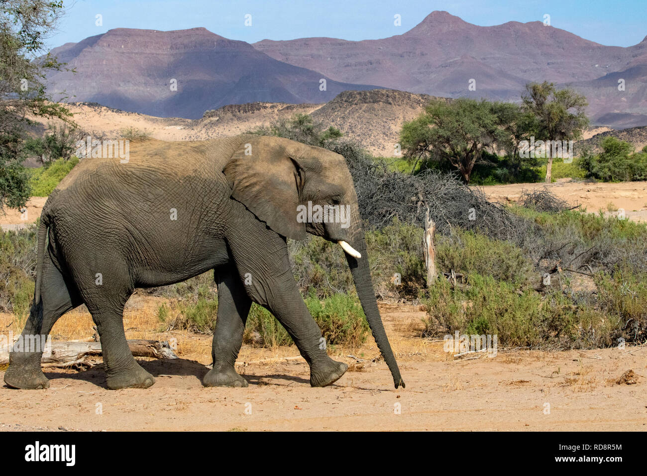 African Elephant (Desert-adapted) - Huab River, near Twyfelfontein ...