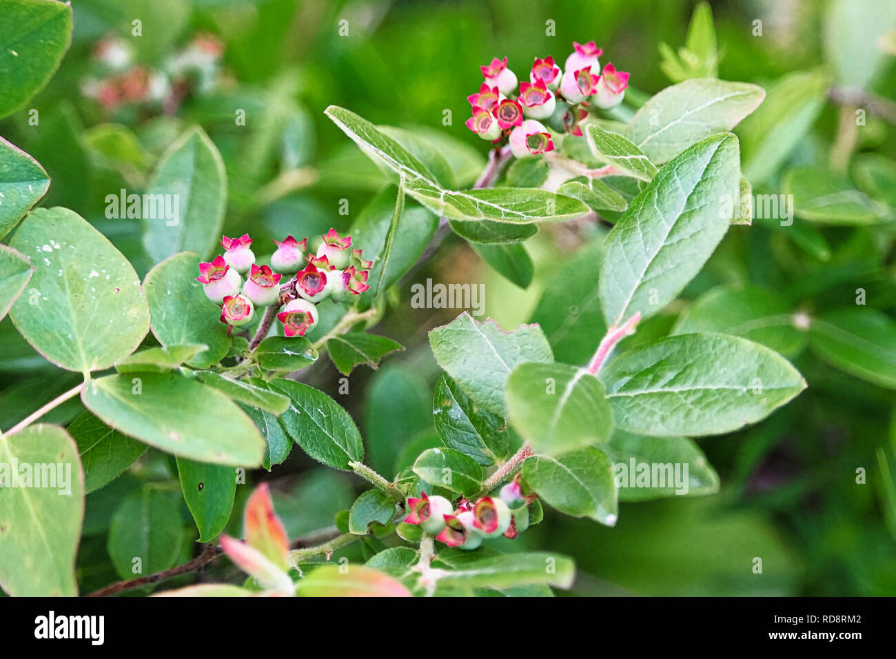 Unripe wild blueberries on a bush in the forest Stock Photo - Alamy