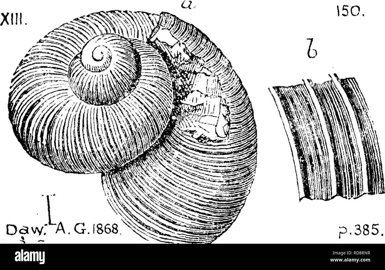 Identifying fossils hi-res stock photography and images - Alamy