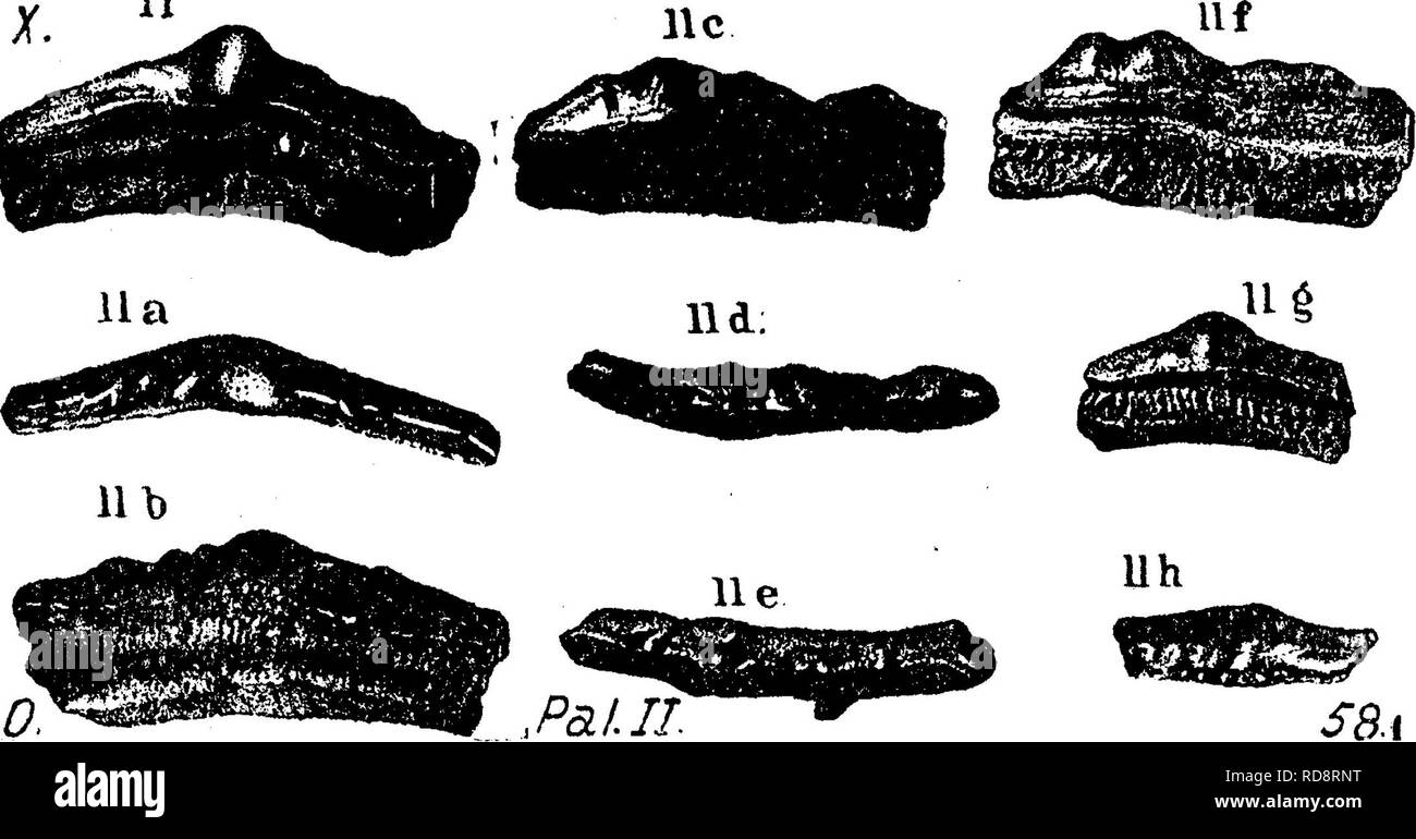 Orthacanthus hi-res stock photography and images - Alamy