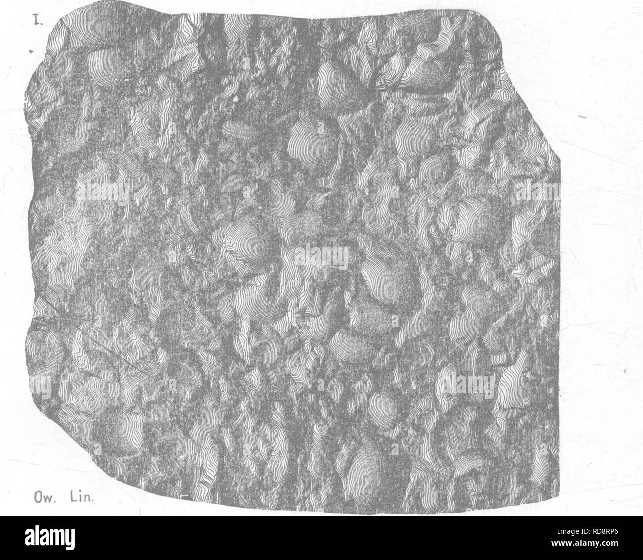 . A dictionary of the fossils of Pennsylvania and neighboring states ...