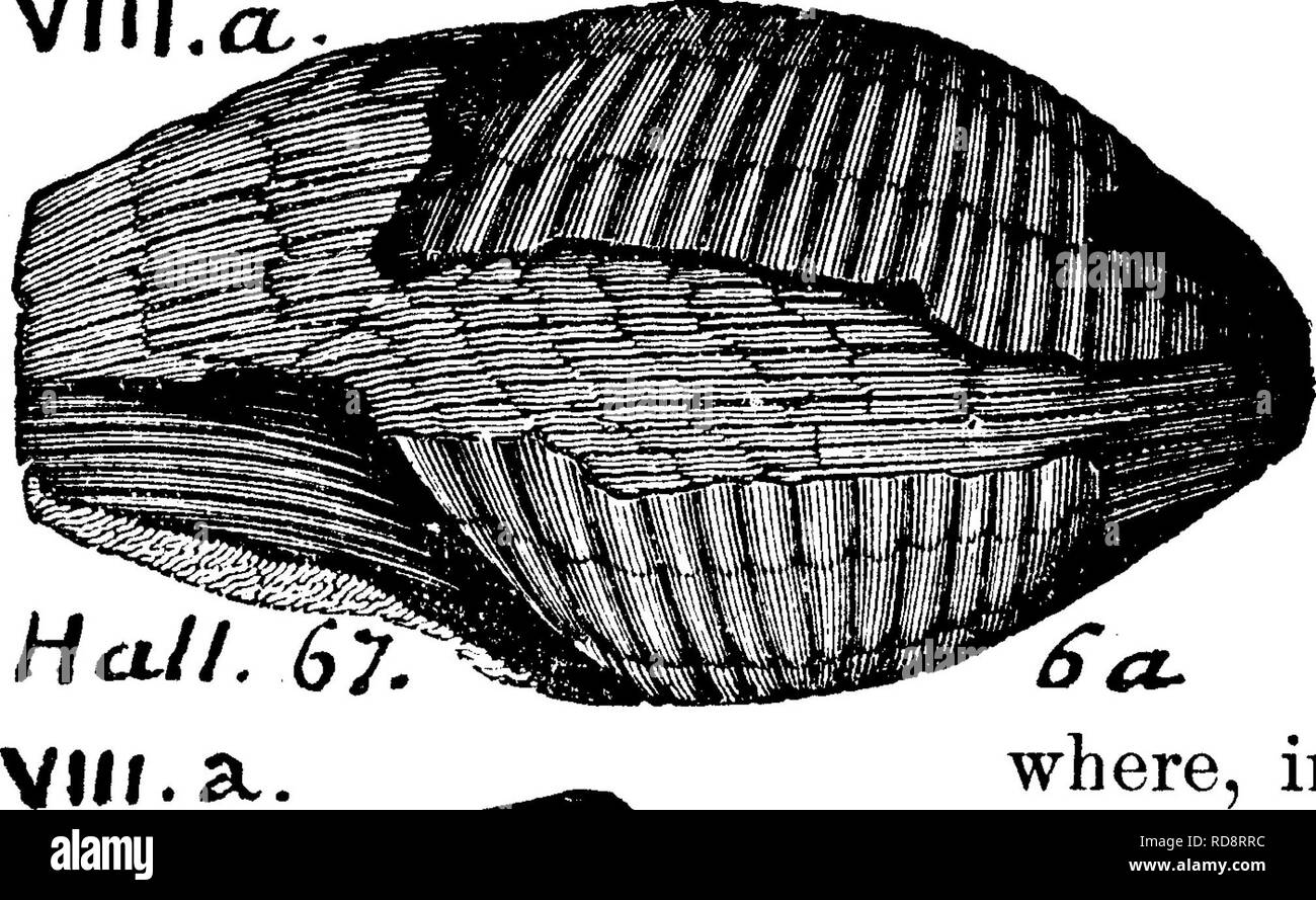 Conocardium hi-res stock photography and images - Alamy
