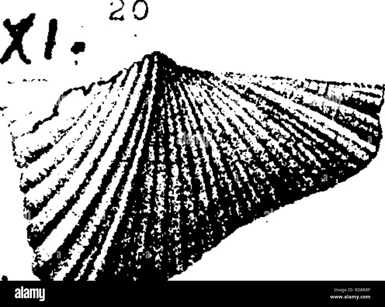 Conocardium hi-res stock photography and images - Alamy