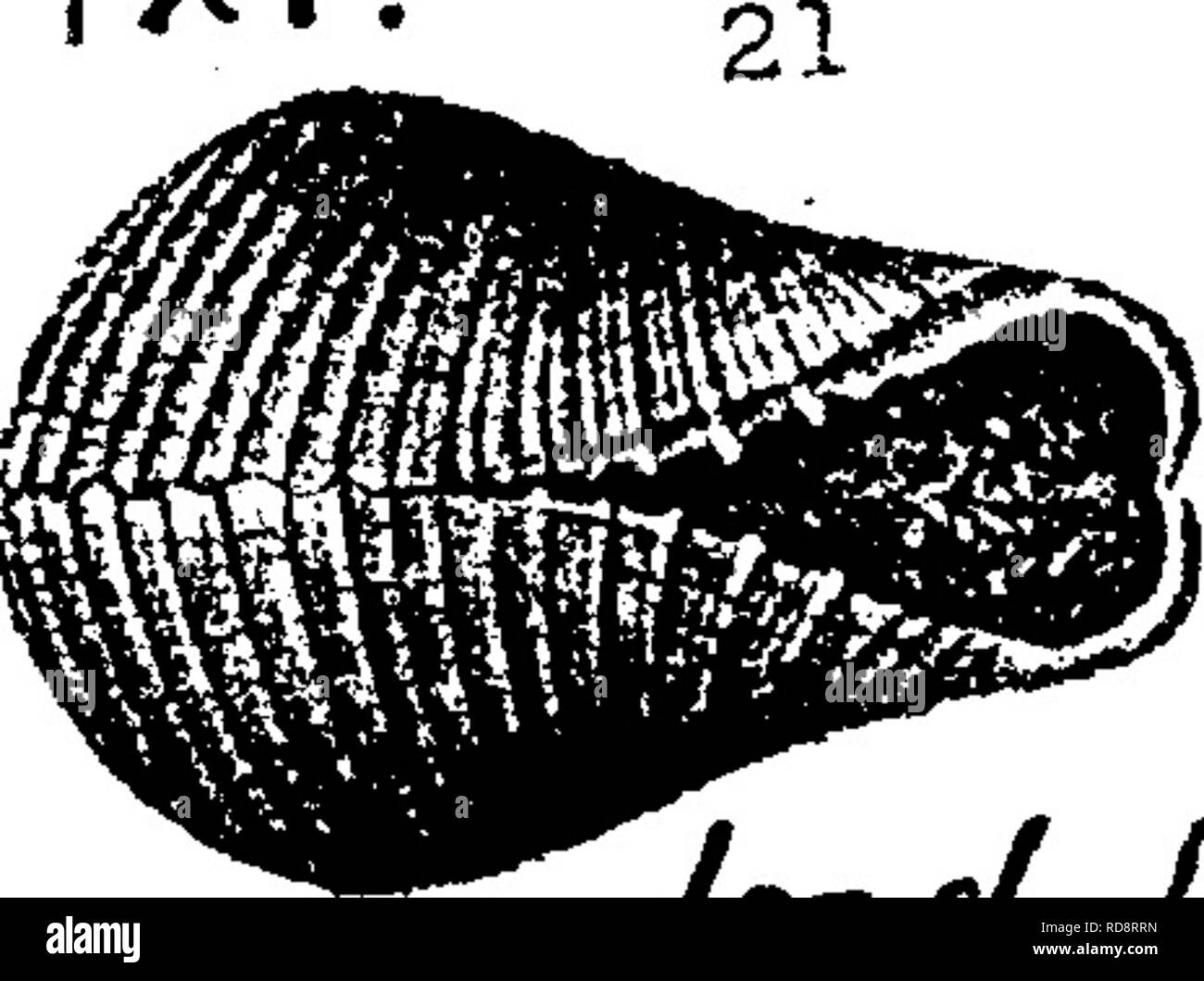 Conocardium hi-res stock photography and images - Alamy