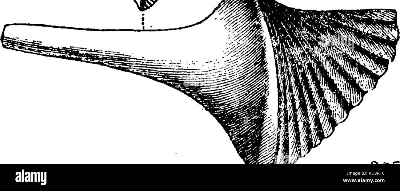 Conocardium hi-res stock photography and images - Alamy