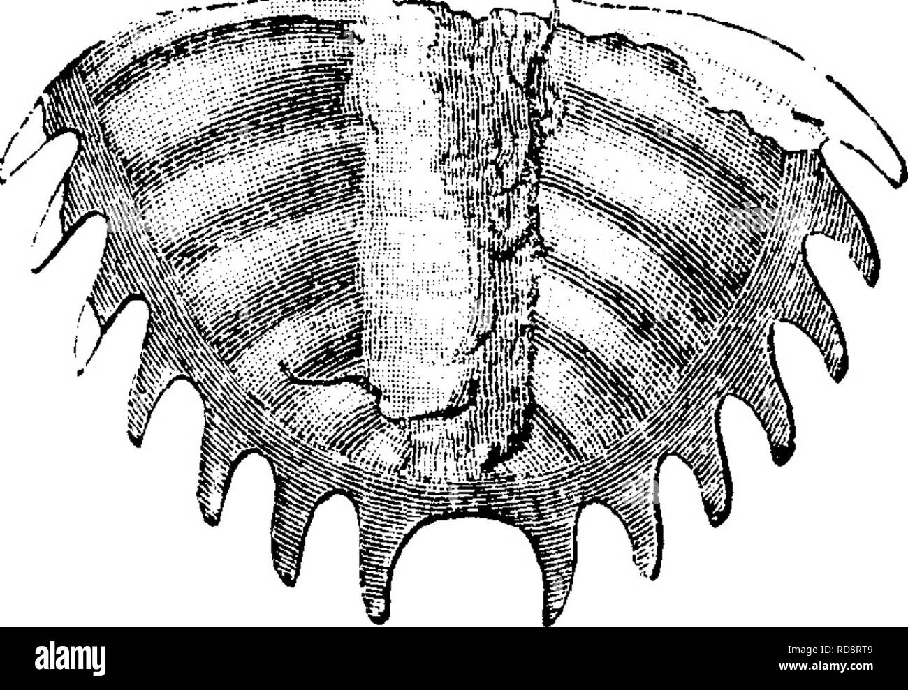 Olenoides sp hi-res stock photography and images - Alamy