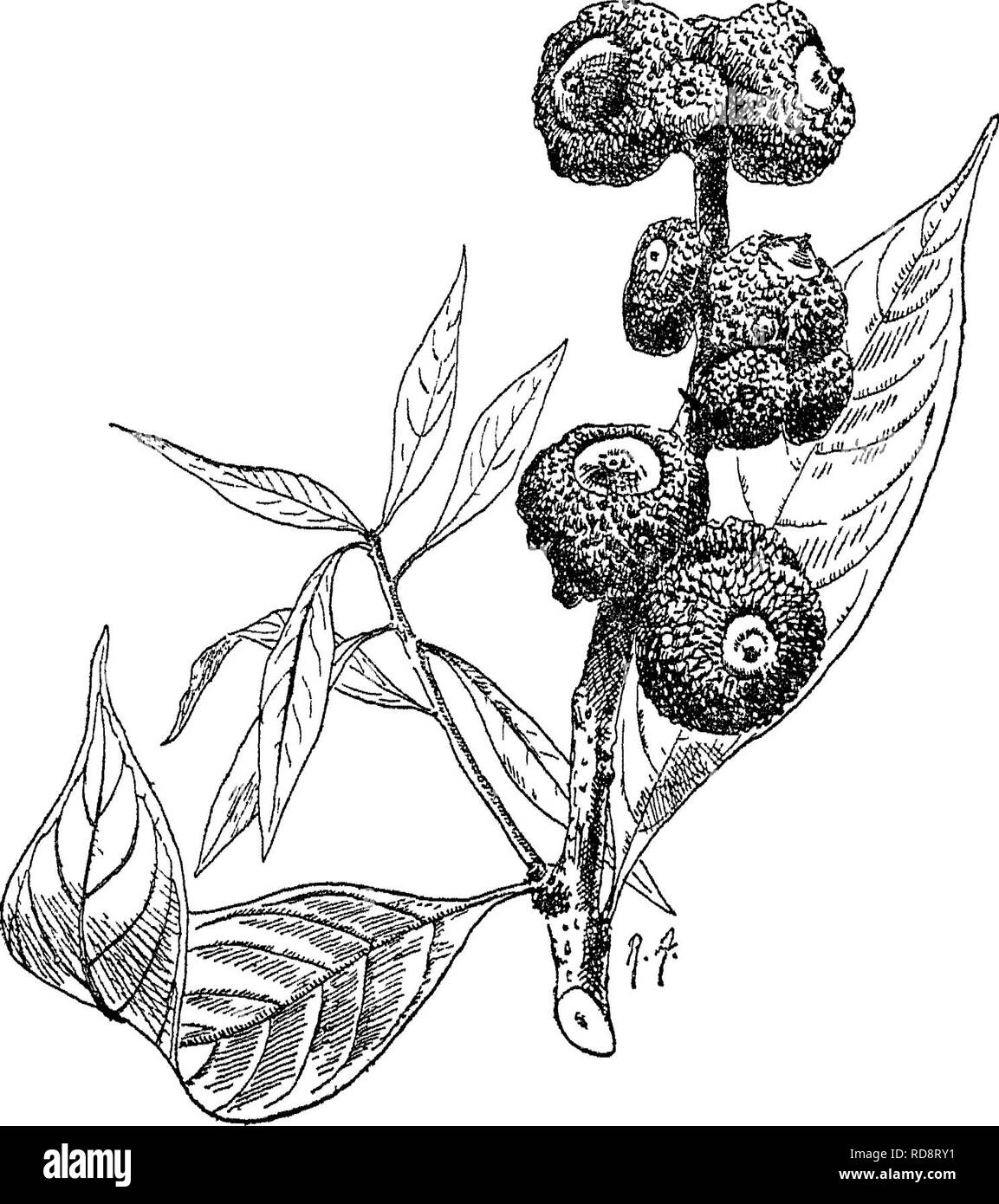 Katus High Resolution Stock Photography and Images - Alamy