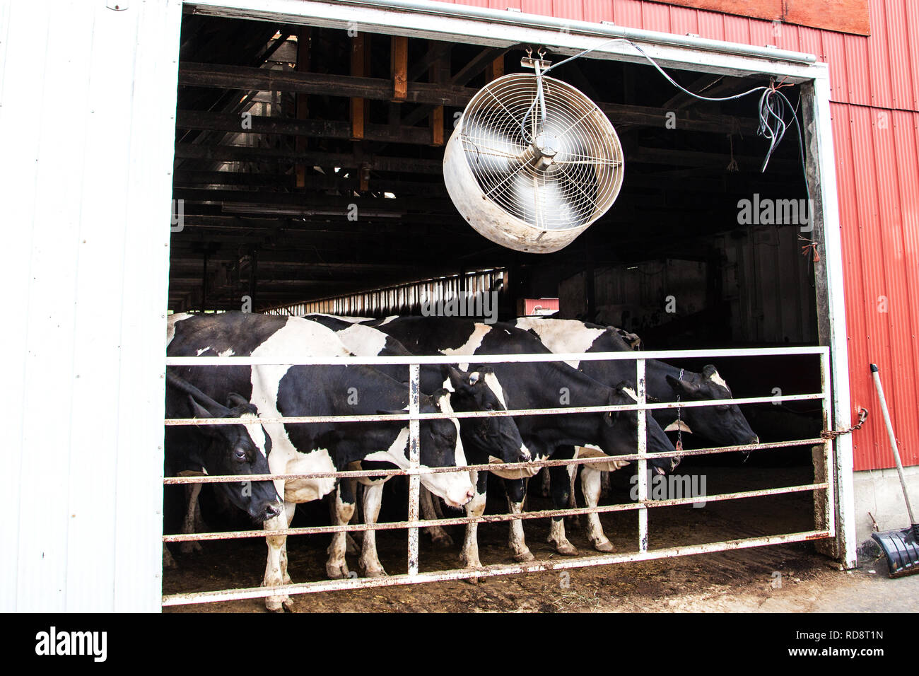 Dairy Holstein cows in the indoor barn of a Canadian farm ranch Stock ...