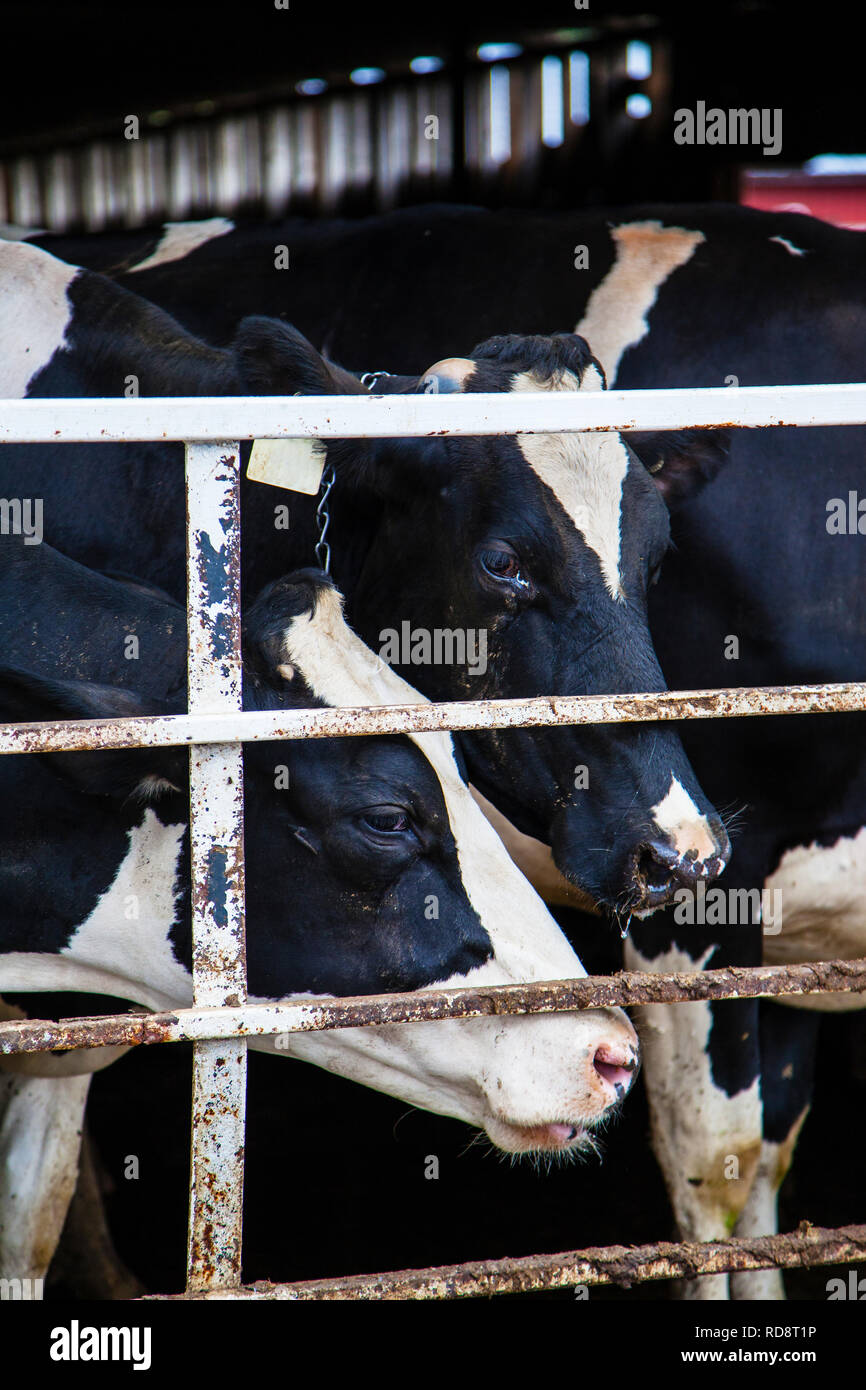 Dairy cows in the barn hi-res stock photography and images - Alamy