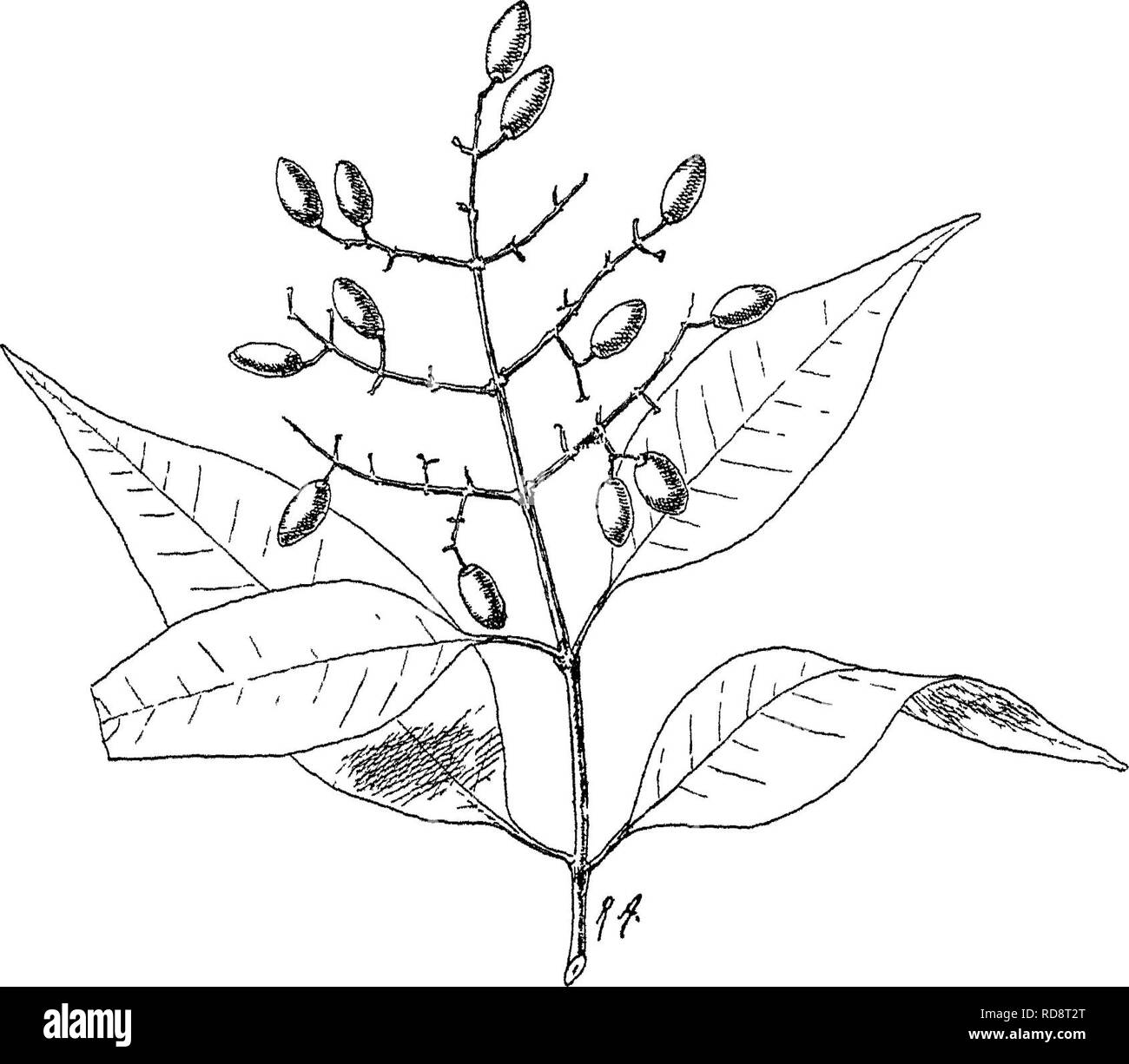 Indian olive tree Black and White Stock Photos & Images - Alamy