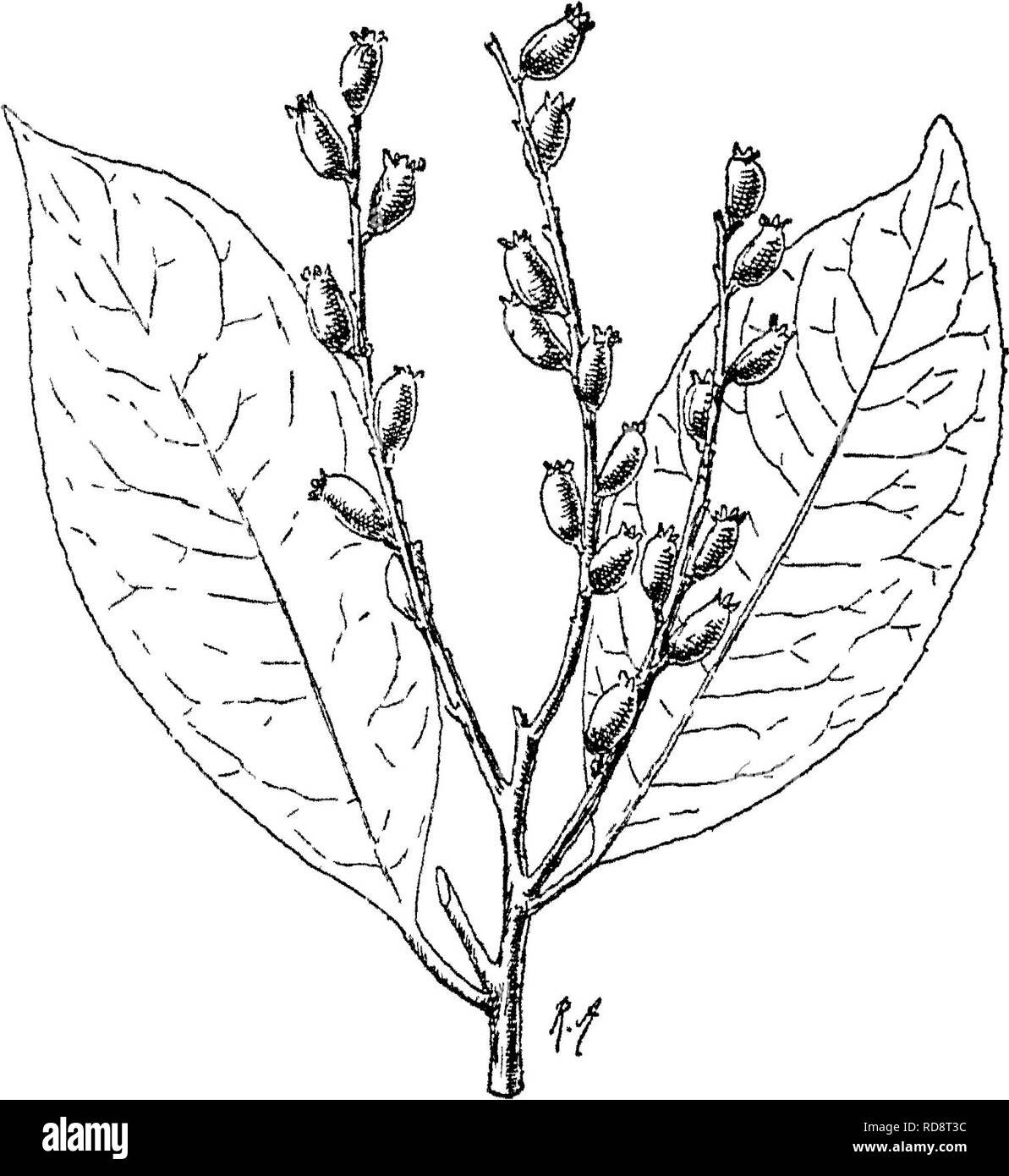 Yunnan Ham High Resolution Stock Photography and Images - Alamy