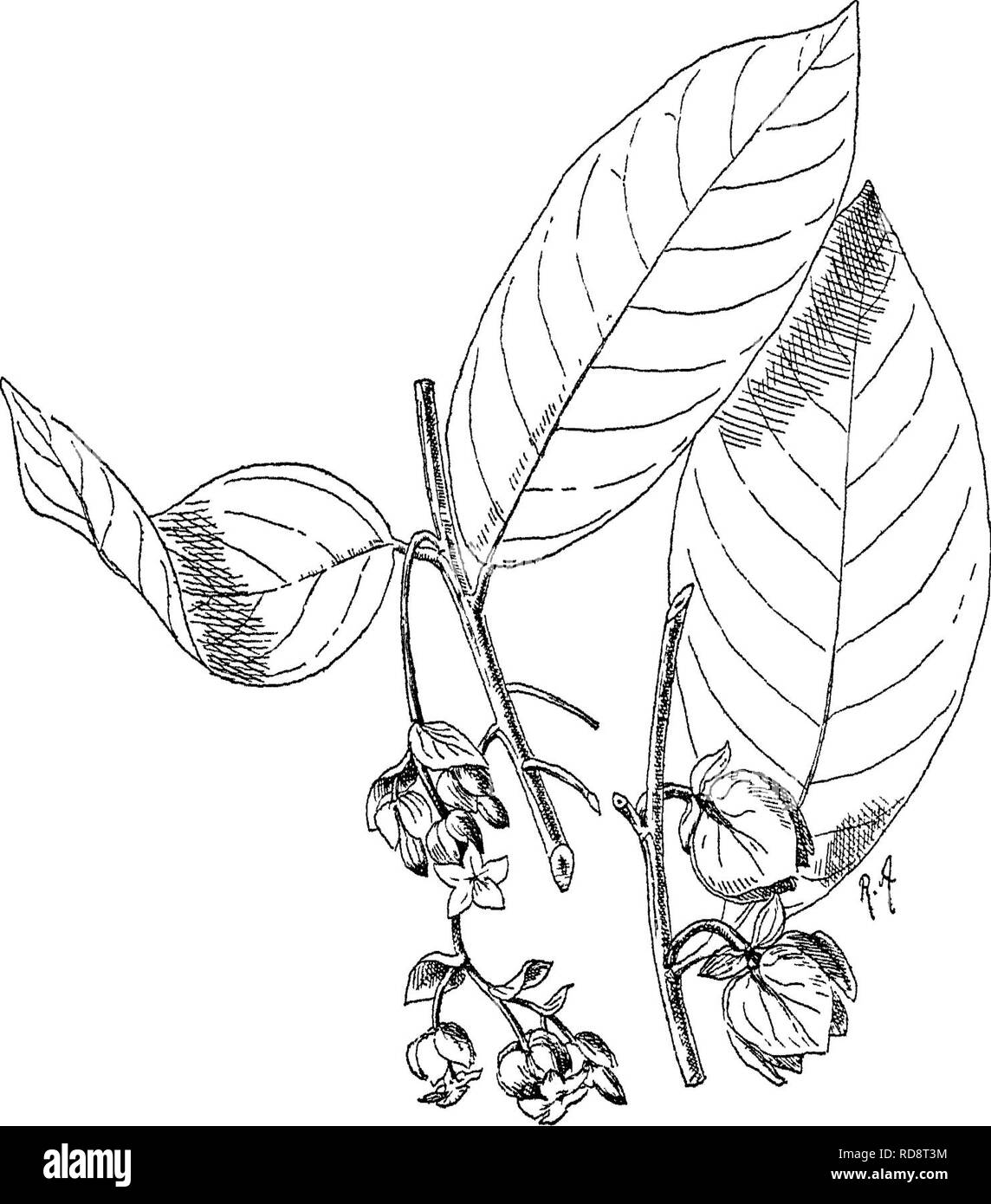 Connate stamens Black and White Stock Photos & Images - Alamy