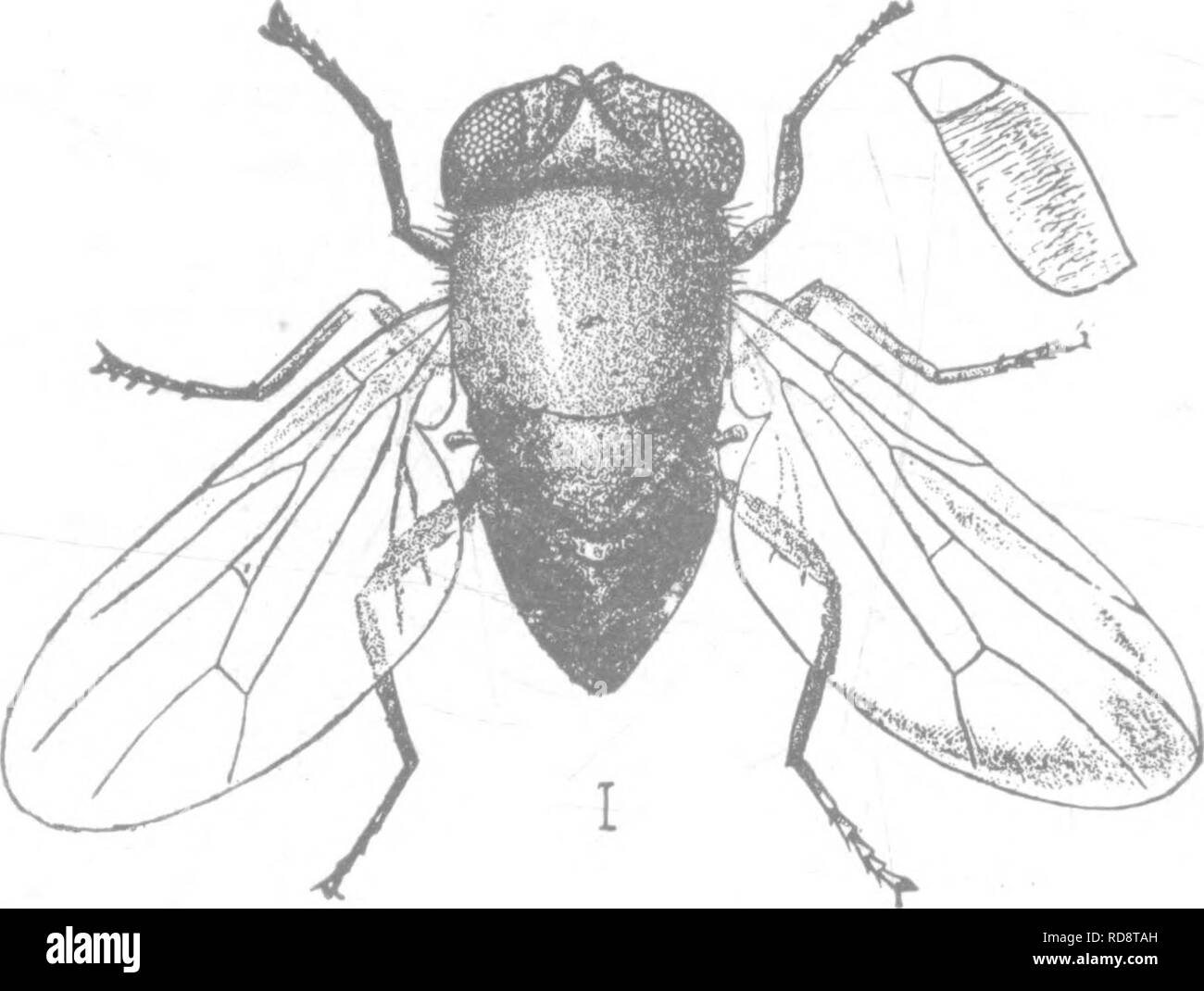 Novius Black and White Stock Photos & Images - Alamy