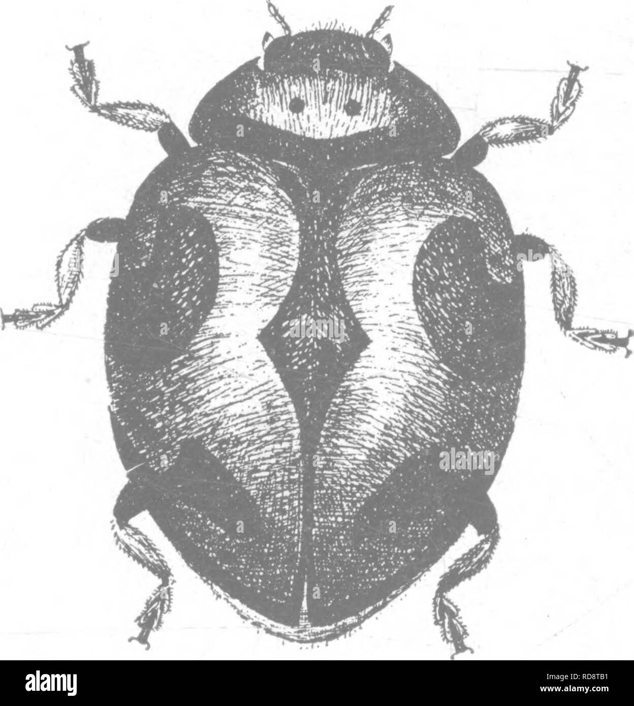 Novius cardinalis hi-res stock photography and images - Alamy