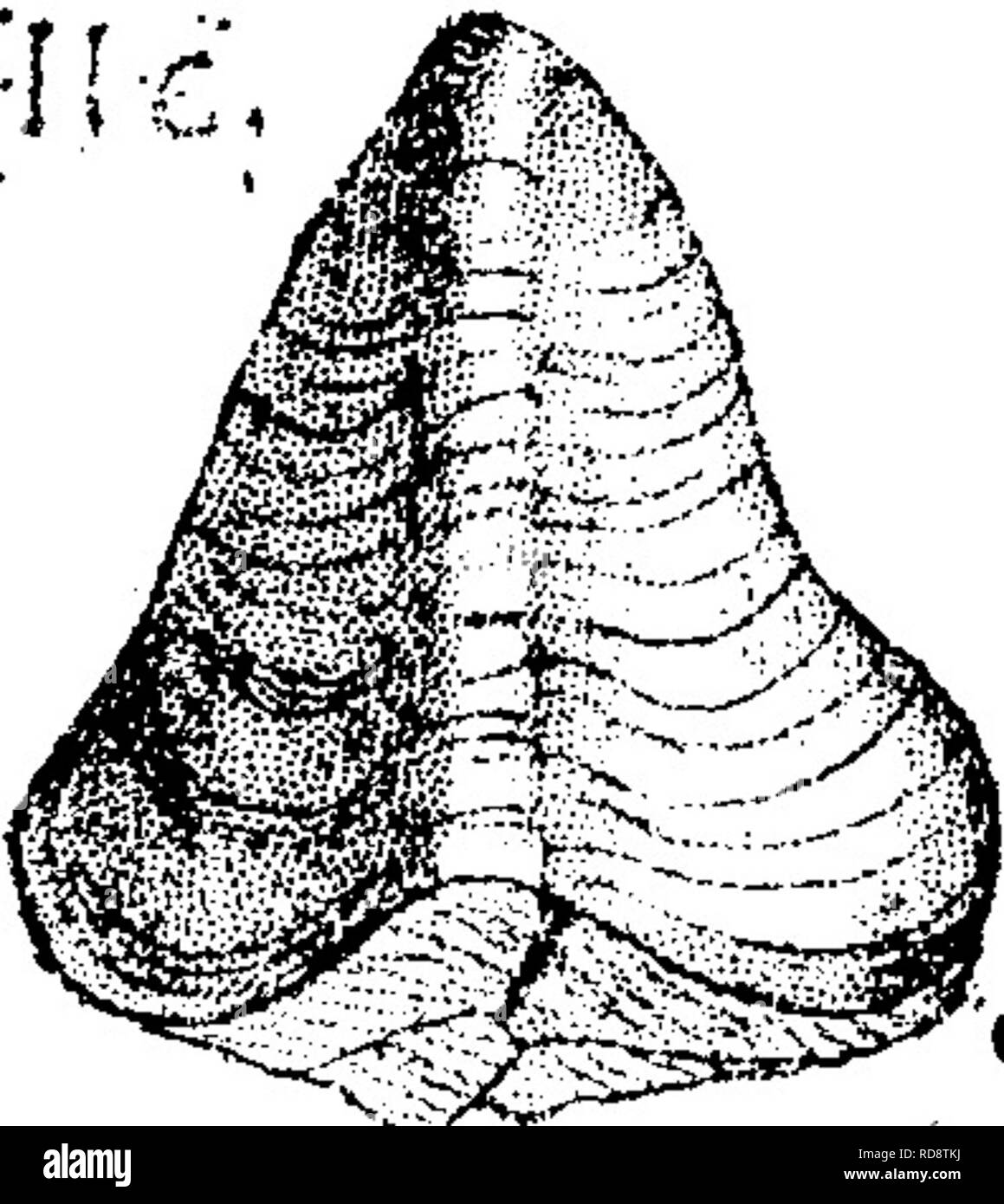 . A dictionary of the fossils of Pennsylvania and neighboring states ...