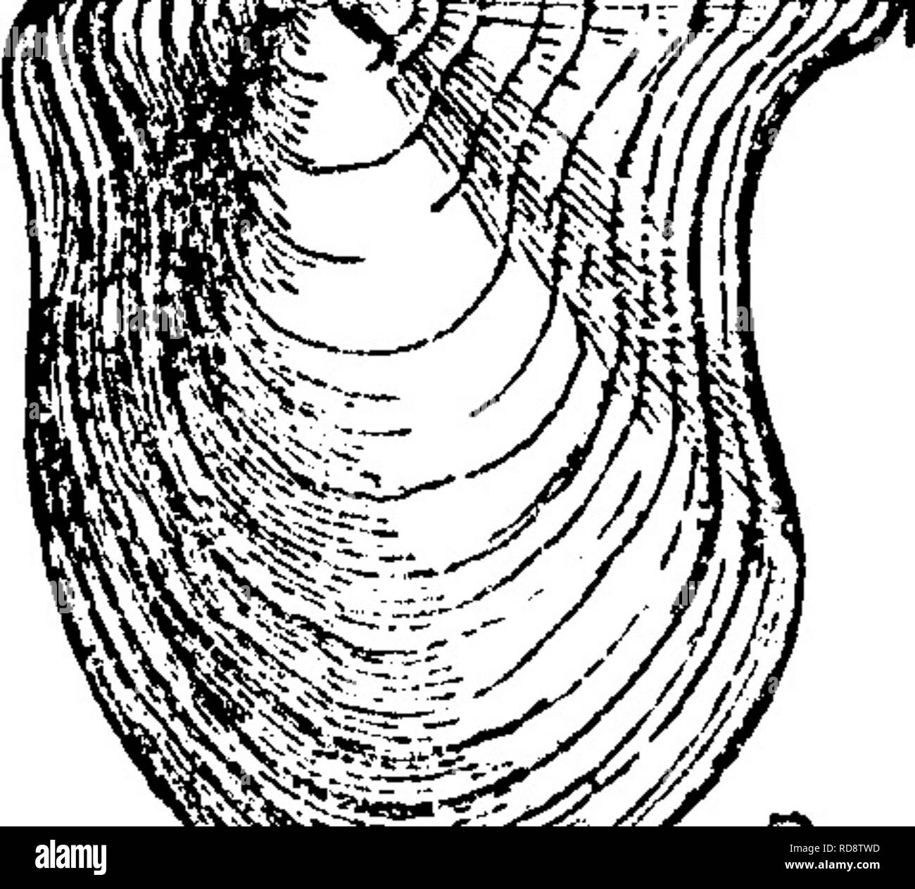 Fossil shell bed Black and White Stock Photos & Images - Alamy