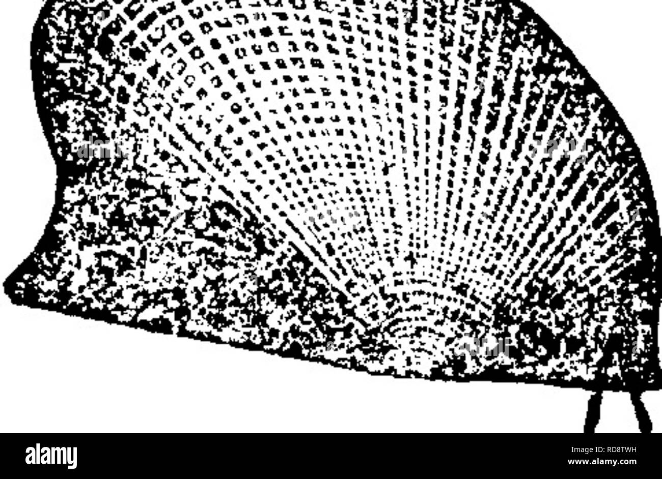 Muricatus Black and White Stock Photos & Images - Alamy