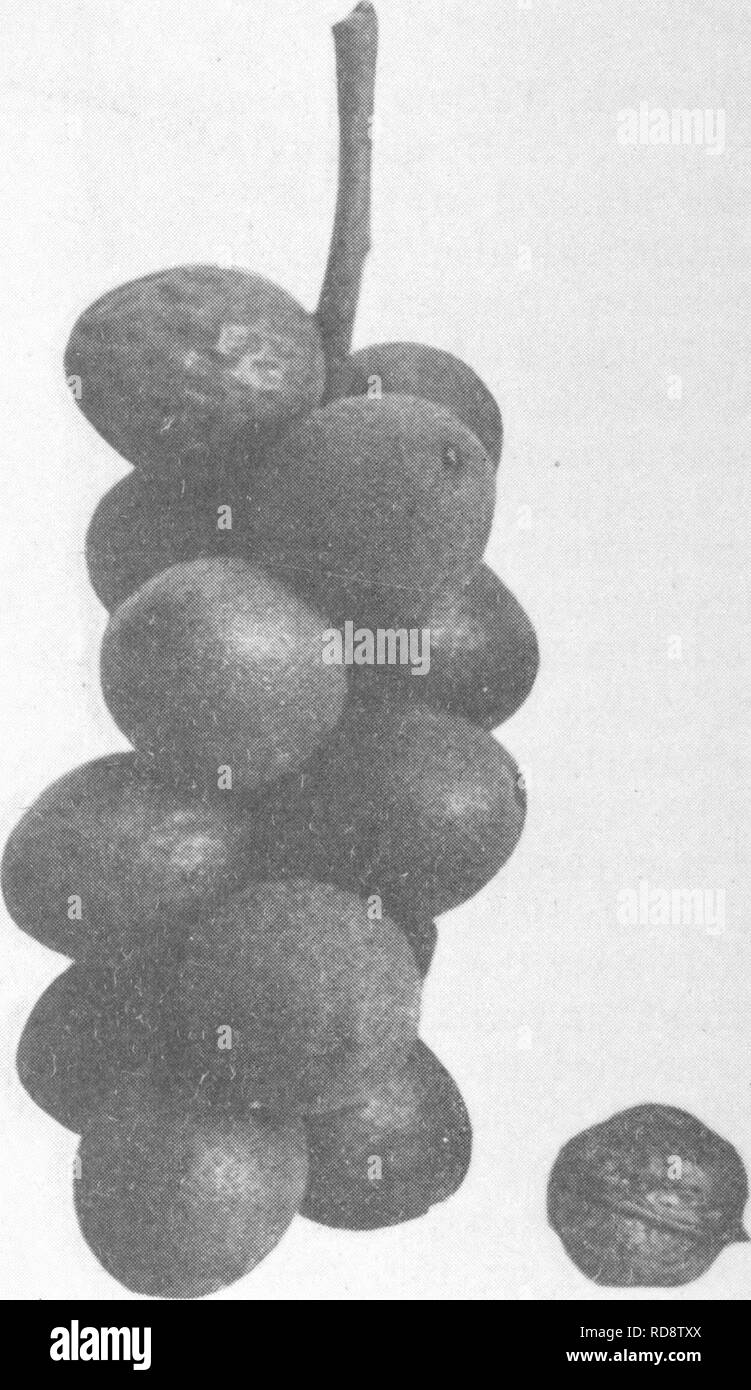 Walnut blight hi-res stock photography and images - Alamy