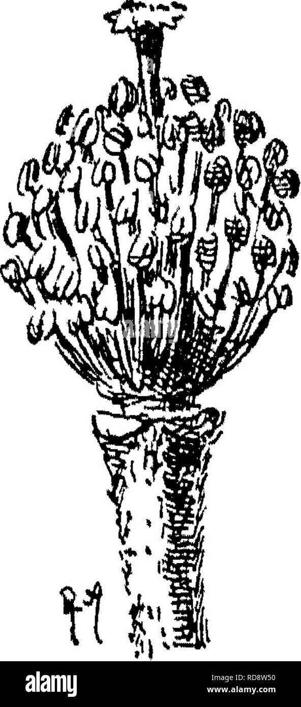 . Indian trees : an account of trees, shrubs, woody climbers, bamboos ...