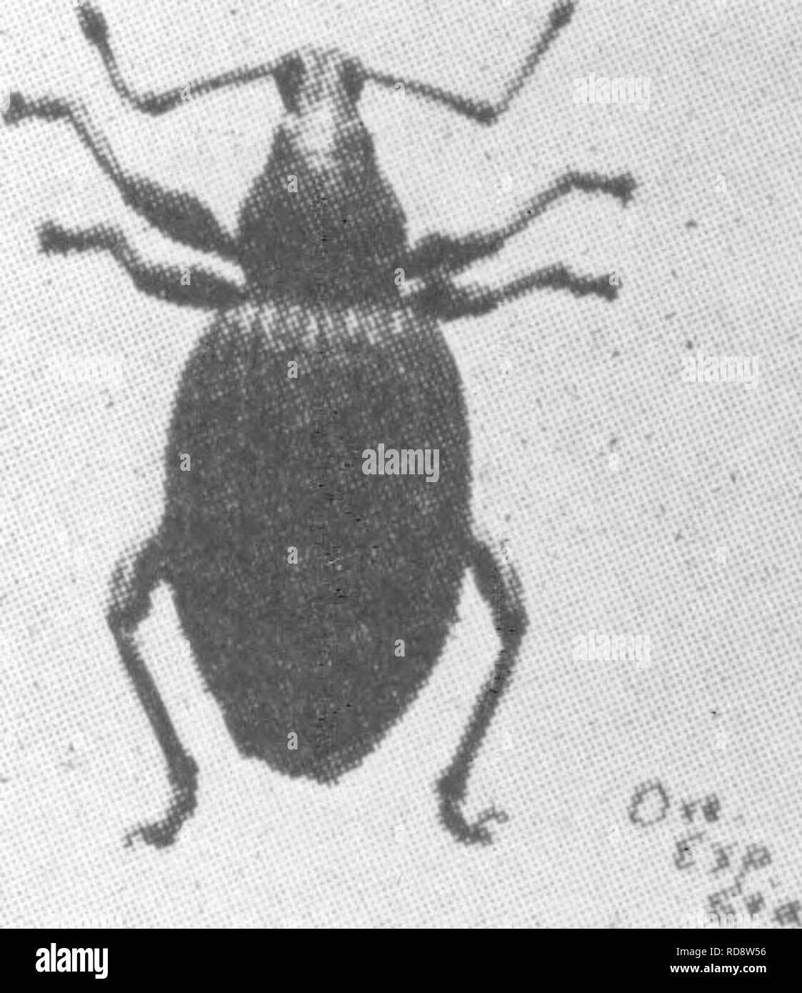 Root weevil Black and White Stock Photos & Images - Alamy