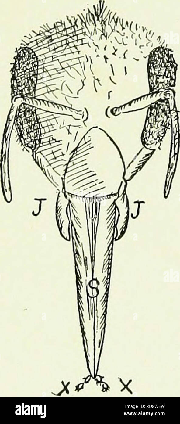 Dagger proboscis hi-res stock photography and images - Alamy