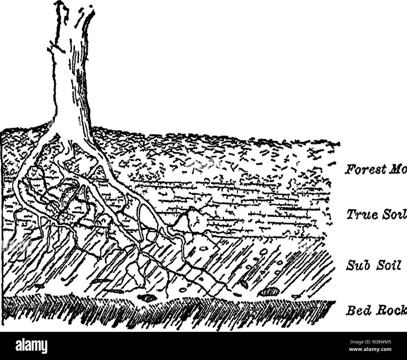 . A treatise on rocks, rock-weathering and soils;. Petrology; Soils ...