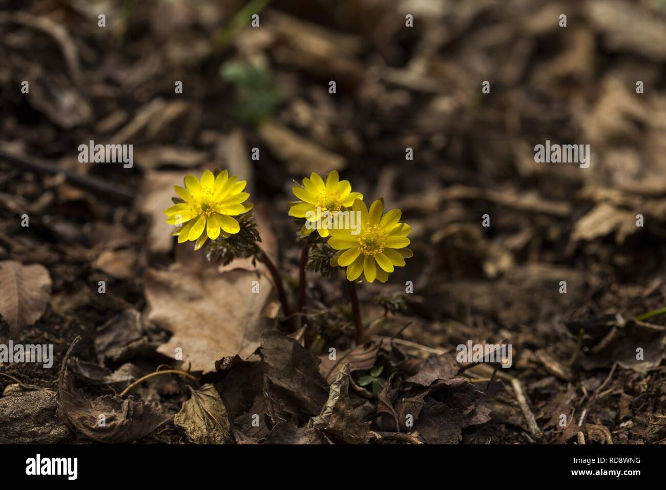 Amur adonis 2 Stock Photo - Alamy