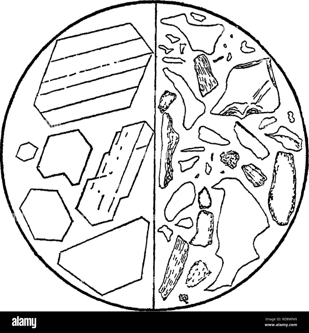 Various stages of decomposition Black and White Stock Photos & Images ...