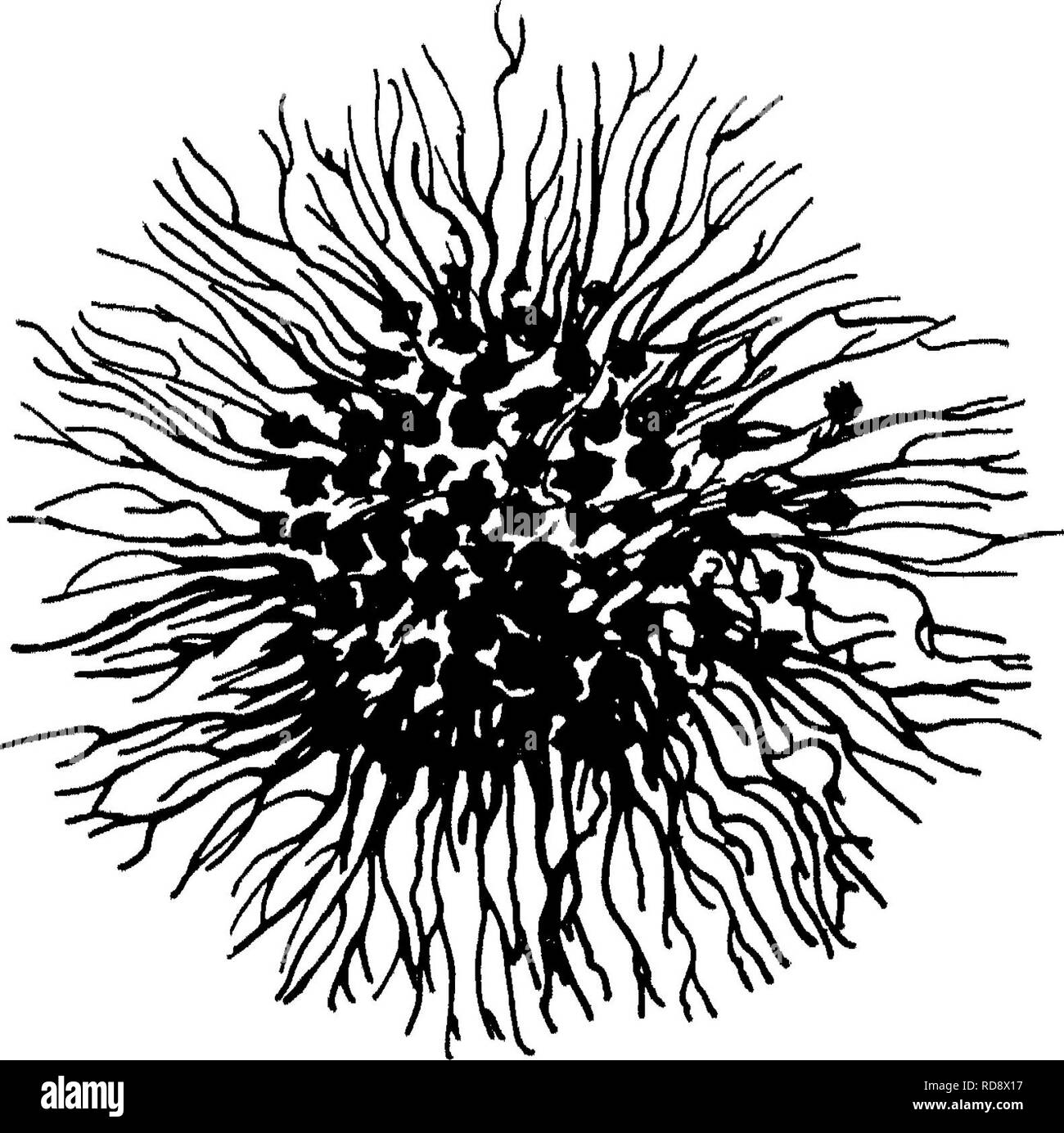 . Bacteria in relation to soil fertility. Soil microbiology ...