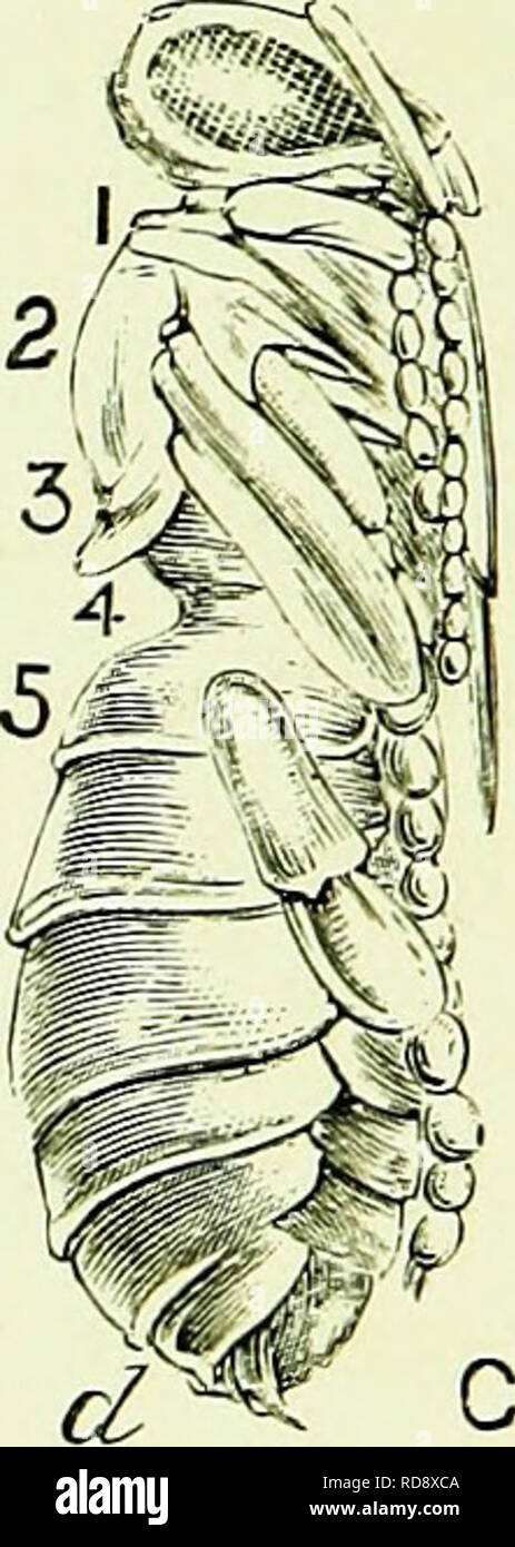 Before complete chrysalis hi-res stock photography and images - Alamy