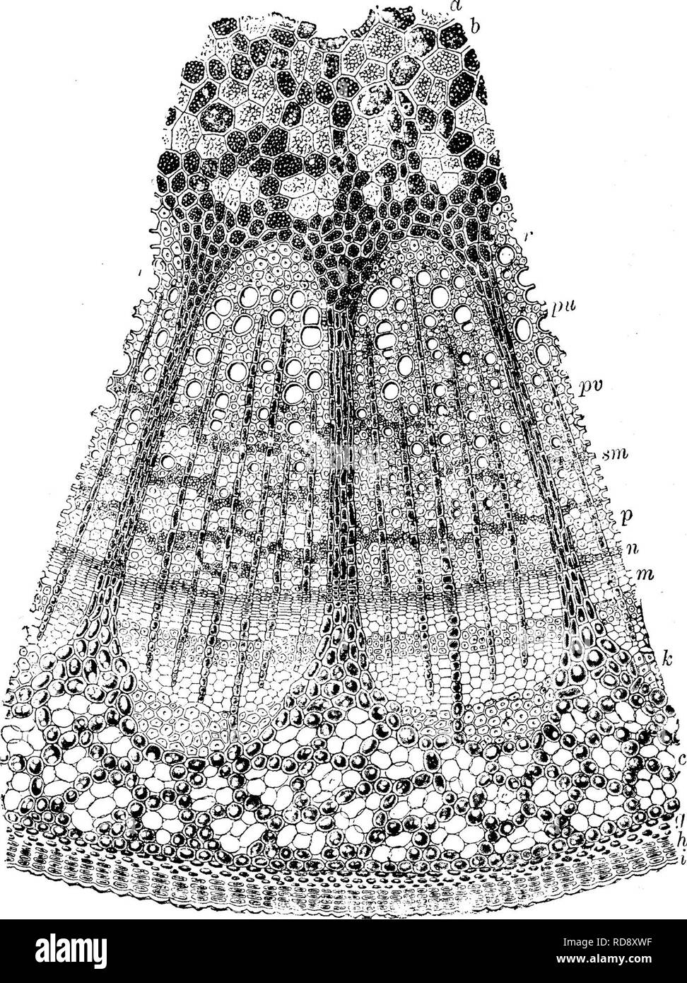 Transverse section stem Black and White Stock Photos & Images - Alamy