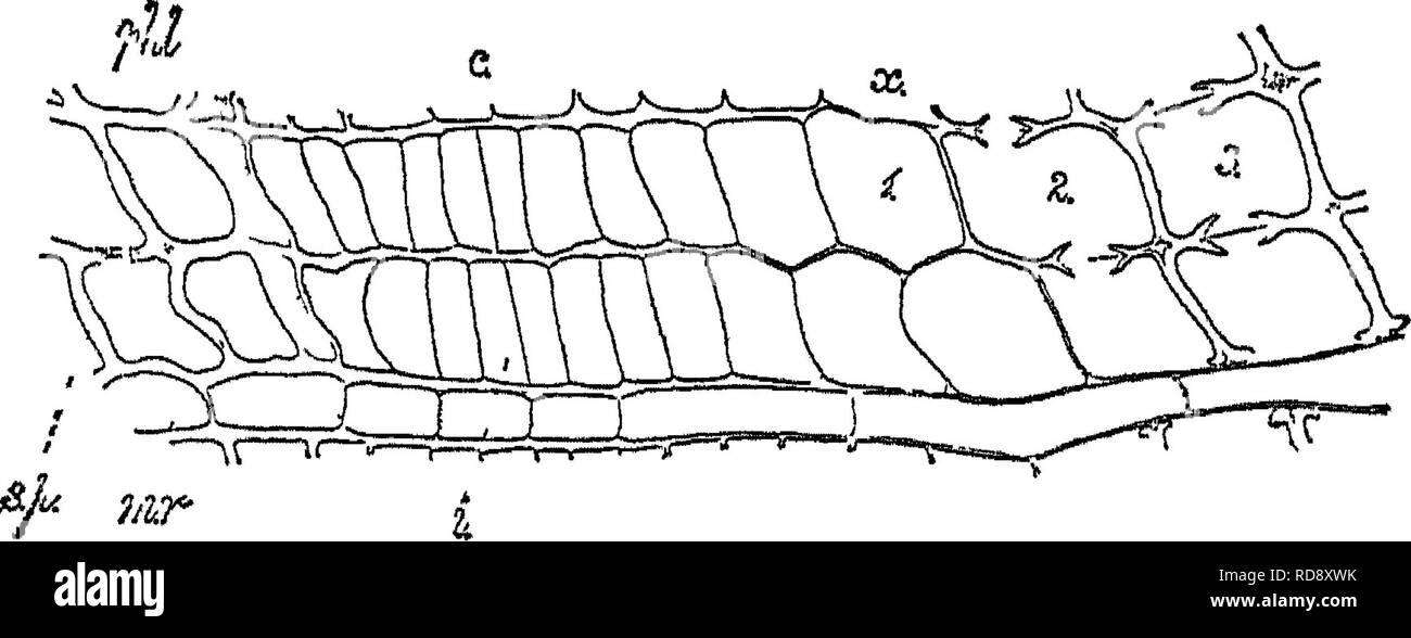 Water conducting cell hi-res stock photography and images - Alamy