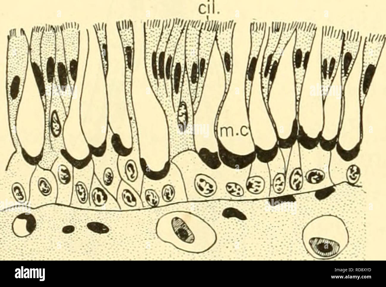 Mucous secretion cells hi-res stock photography and images - Alamy