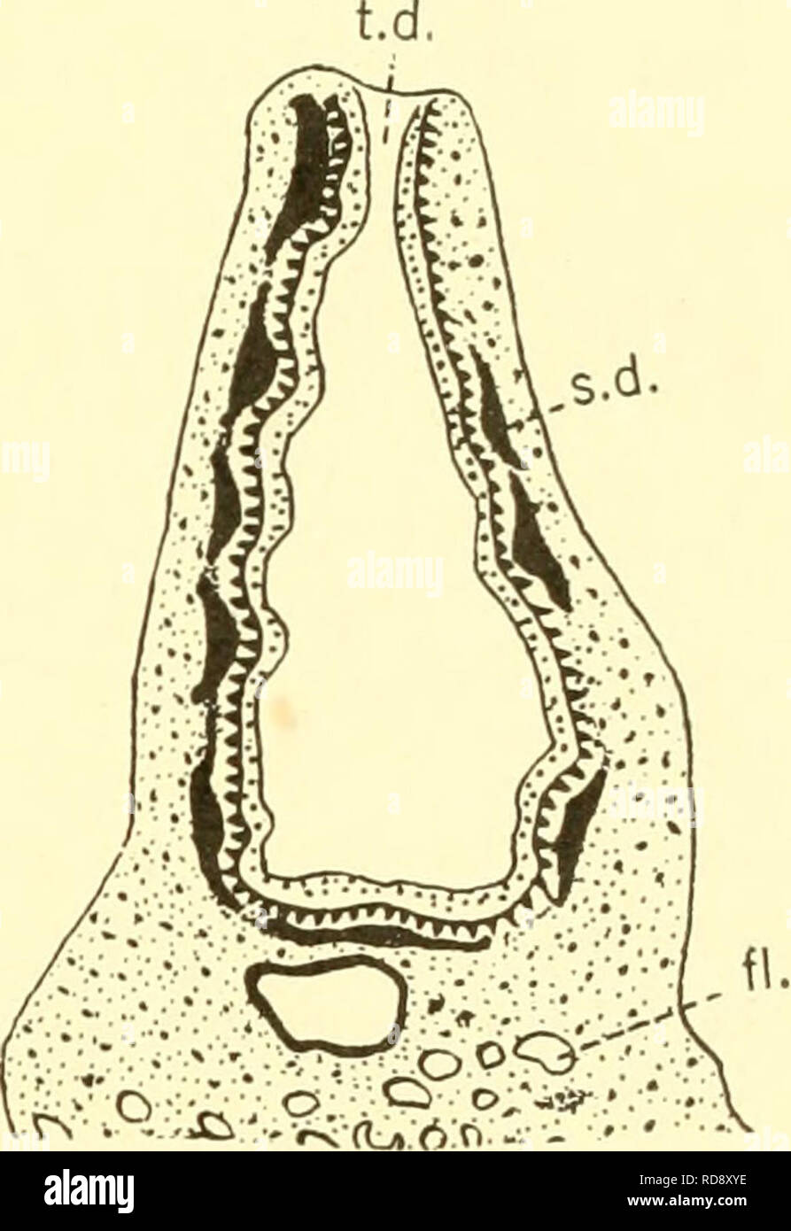 Connective tissue capsule hi-res stock photography and images - Alamy
