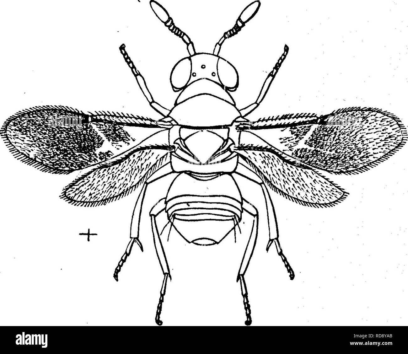 Four winged insects Black and White Stock Photos & Images - Alamy