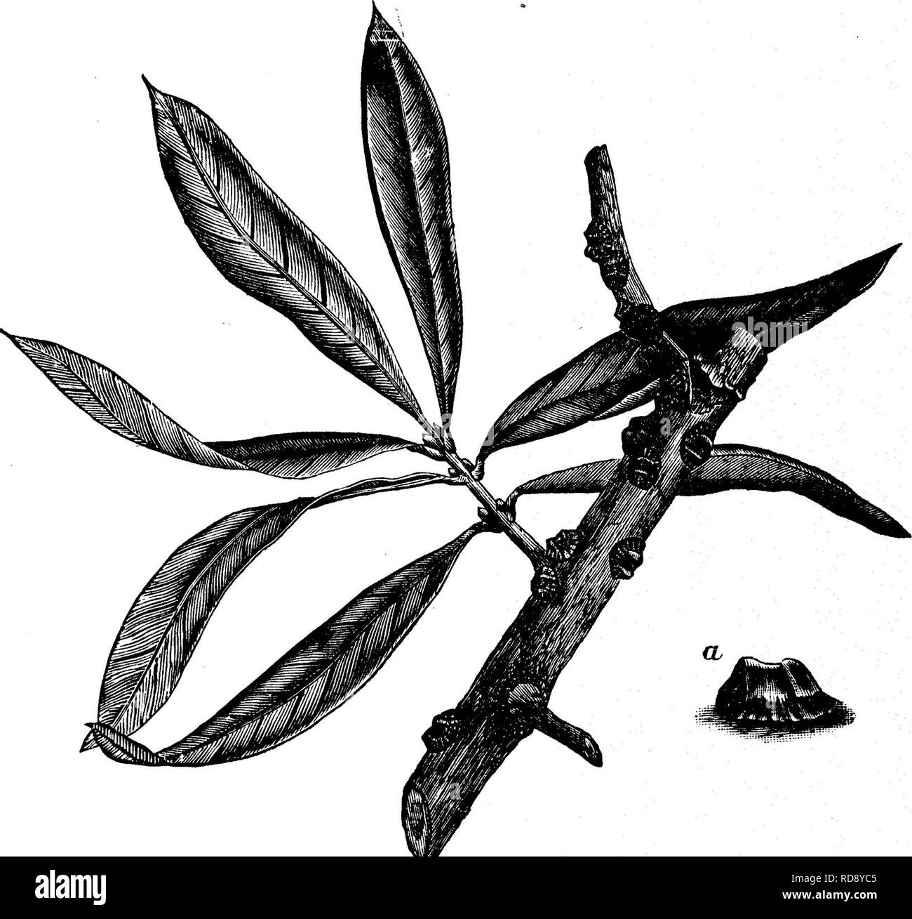 Olive tree scale insects hi-res stock photography and images - Alamy