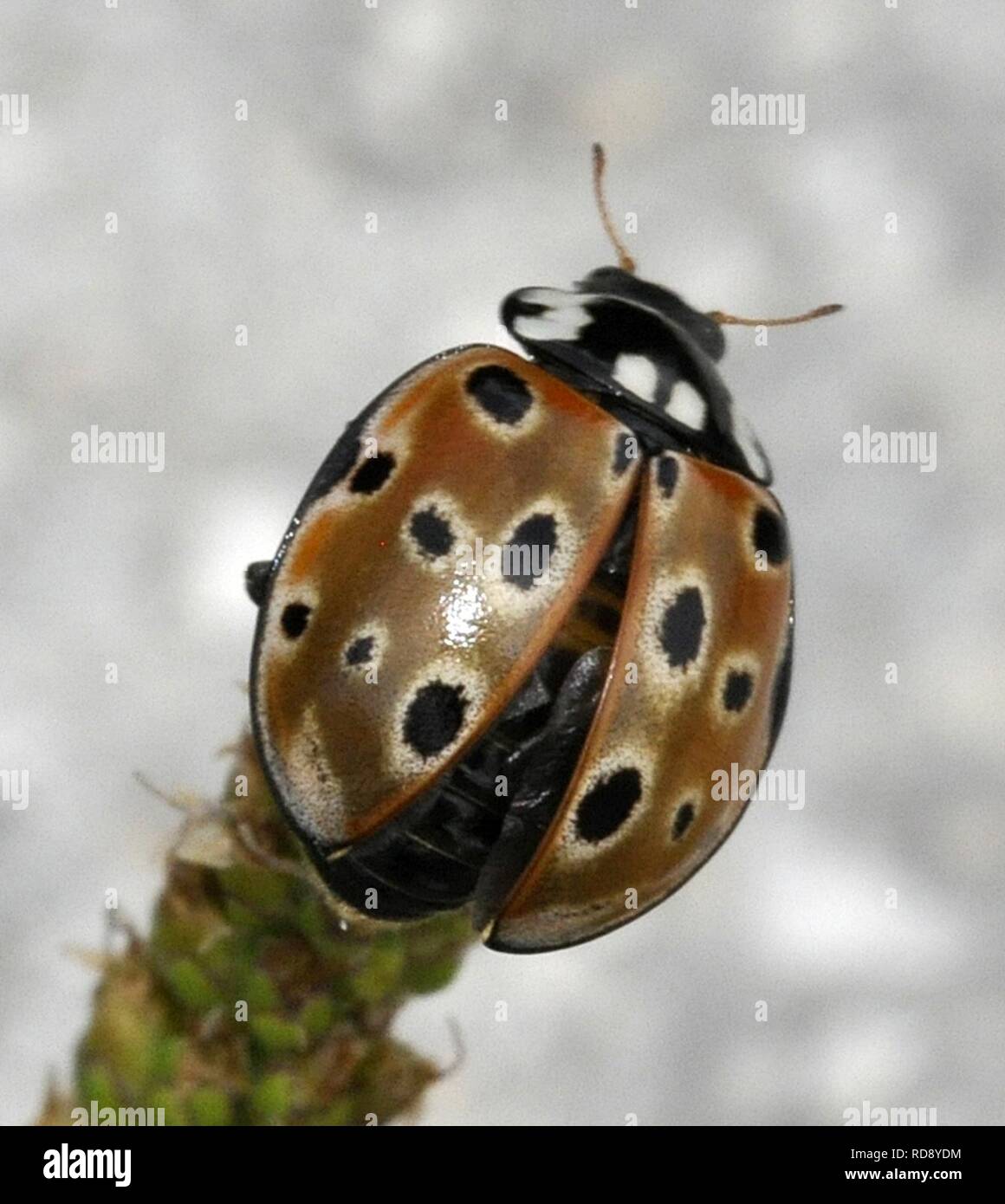 Anatis hi-res stock photography and images - Alamy