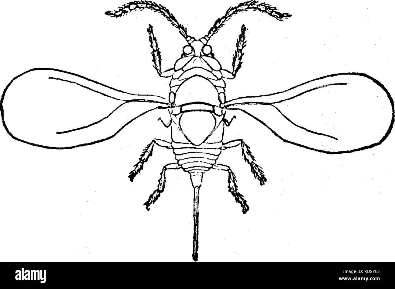 . Insects injurious to fruits. Illustrated with four hundred and forty ...
