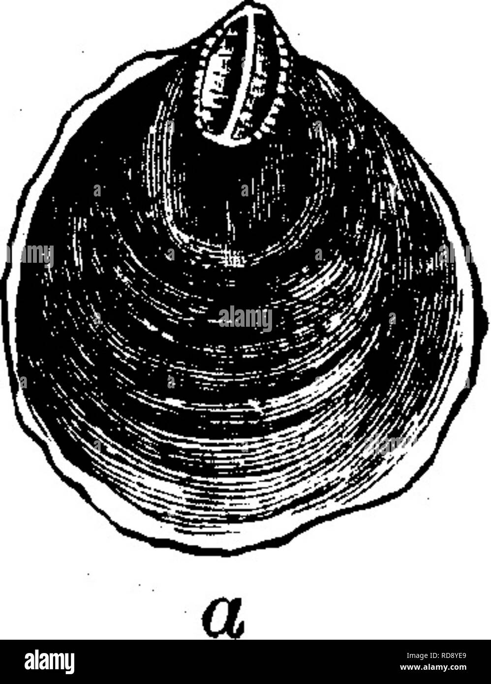 . Insects injurious to fruits. Illustrated with four hundred and forty ...