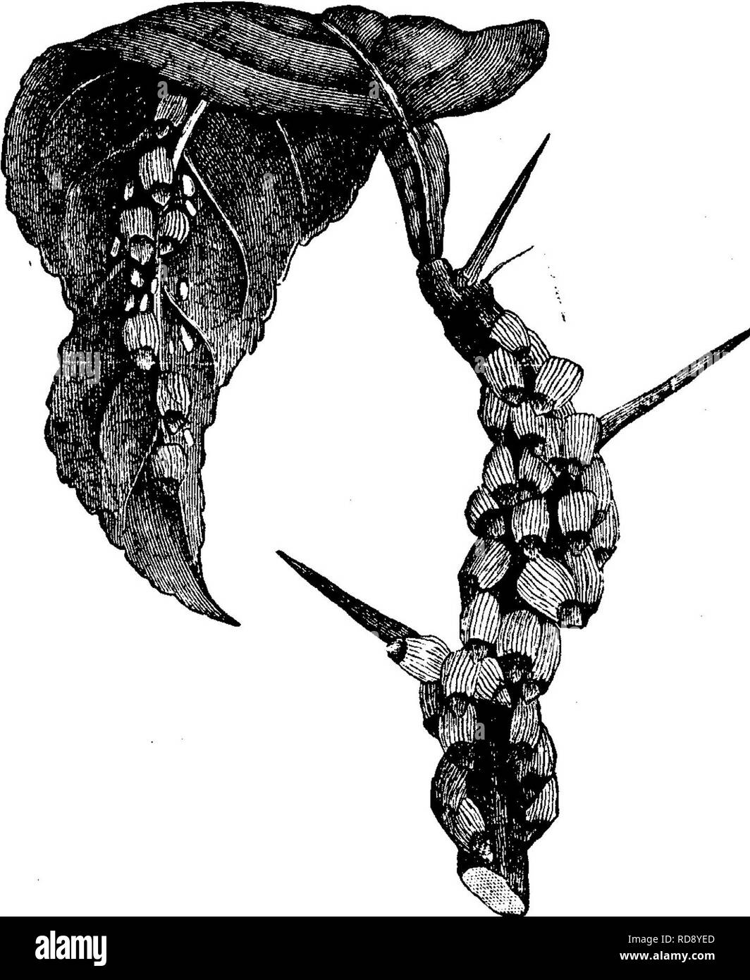 Cluster of scale insects Black and White Stock Photos & Images - Alamy