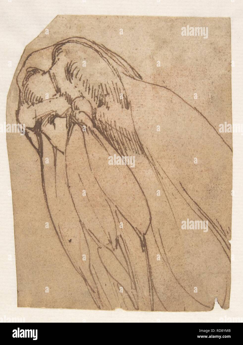 Anatomical study collection hi-res stock photography and images - Alamy