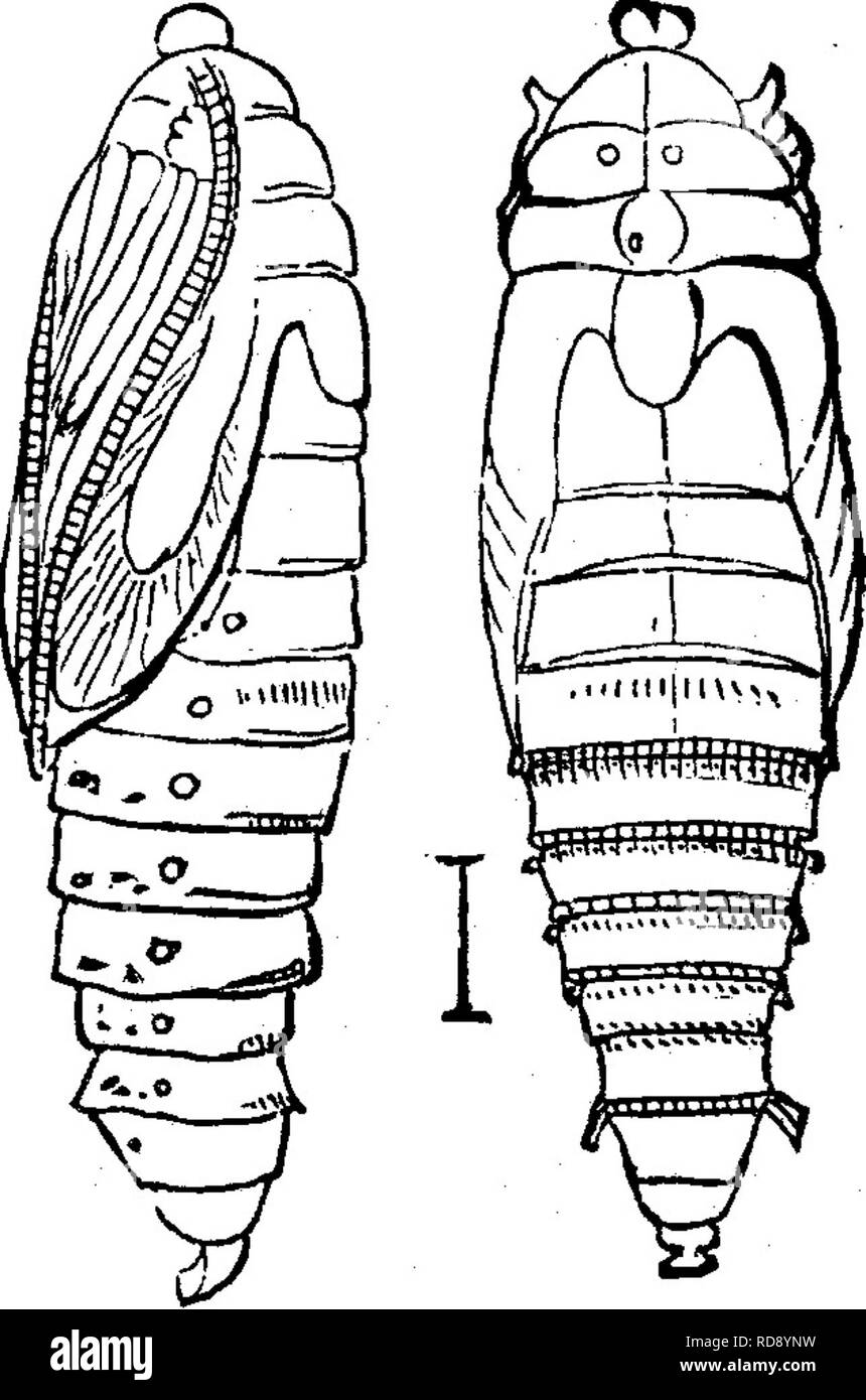 Black And White Inch Worm