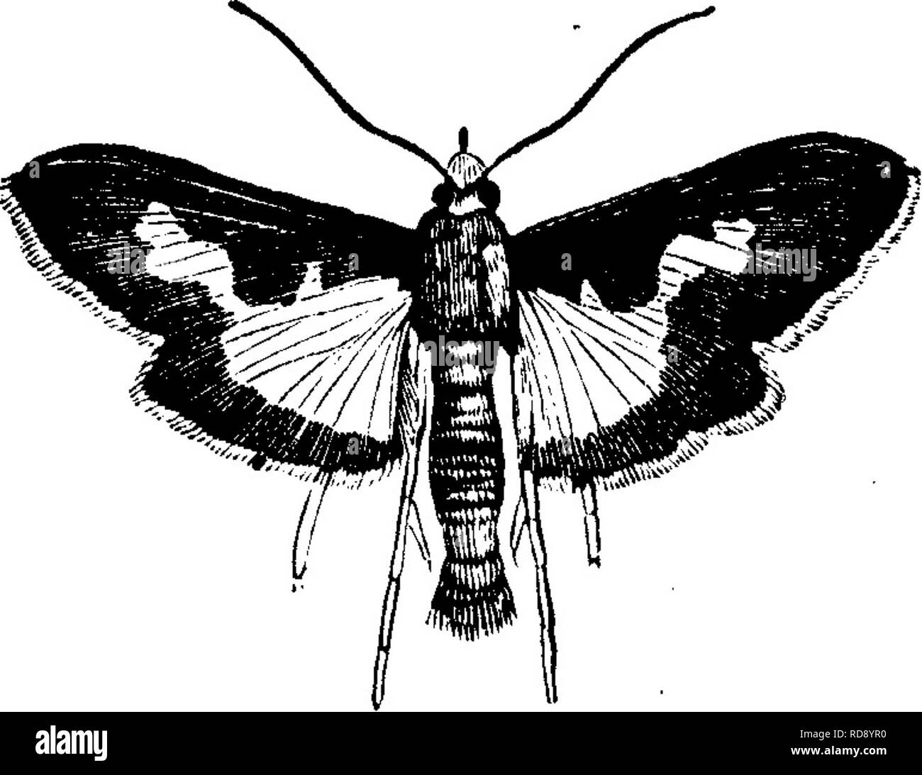 Cucumber moth Cut Out Stock Images & Pictures - Alamy