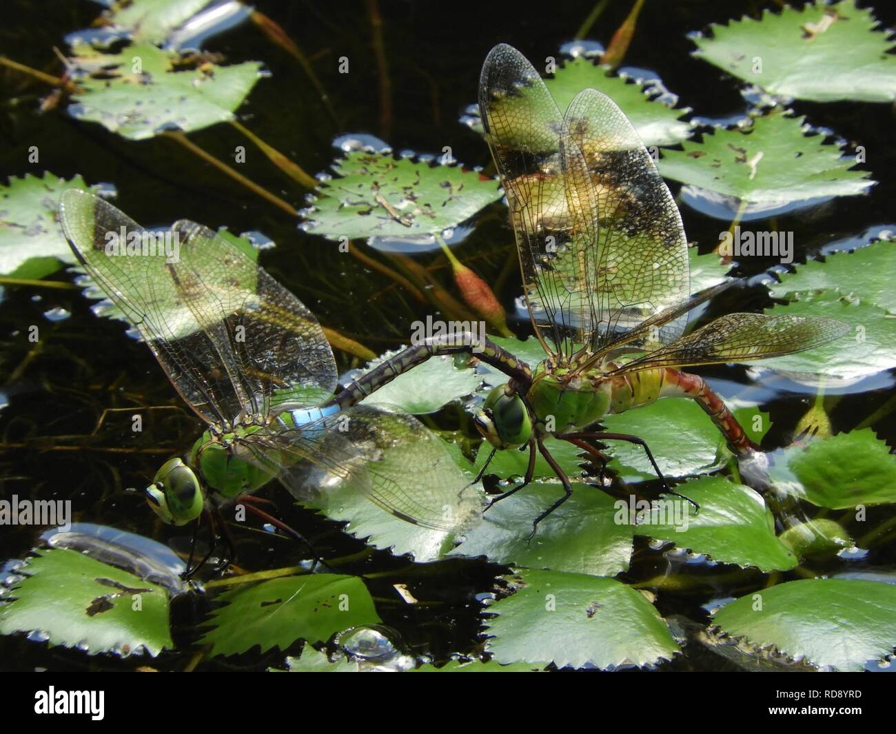 Anax parthenope julius hi-res stock photography and images - Alamy