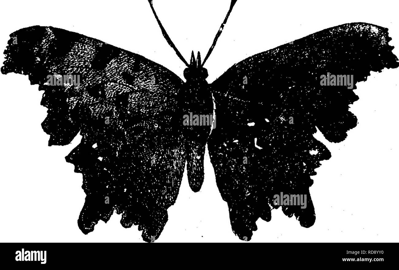 Attacking butterfly Cut Out Stock Images & Pictures - Alamy