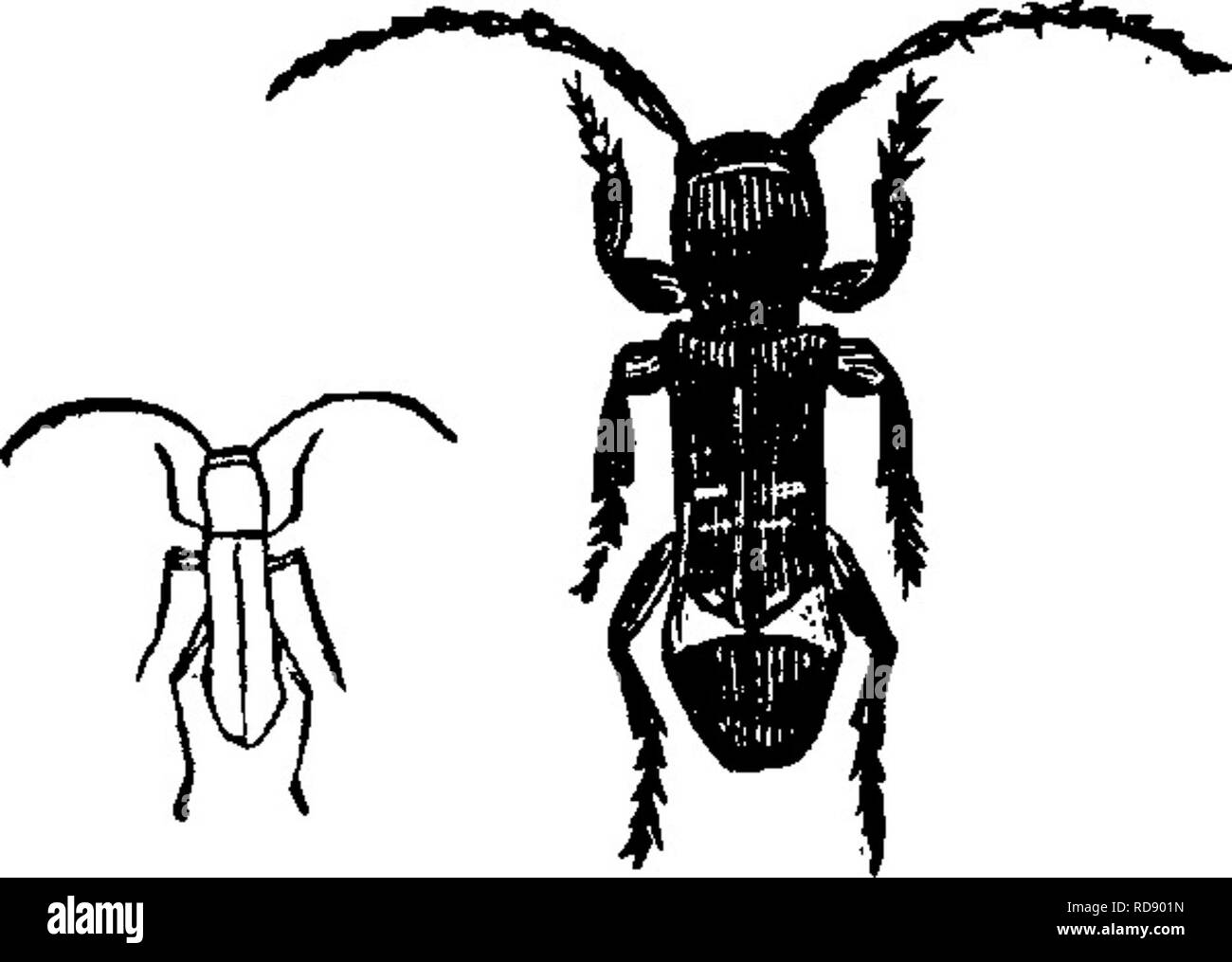 Hollow cane Black and White Stock Photos & Images - Alamy