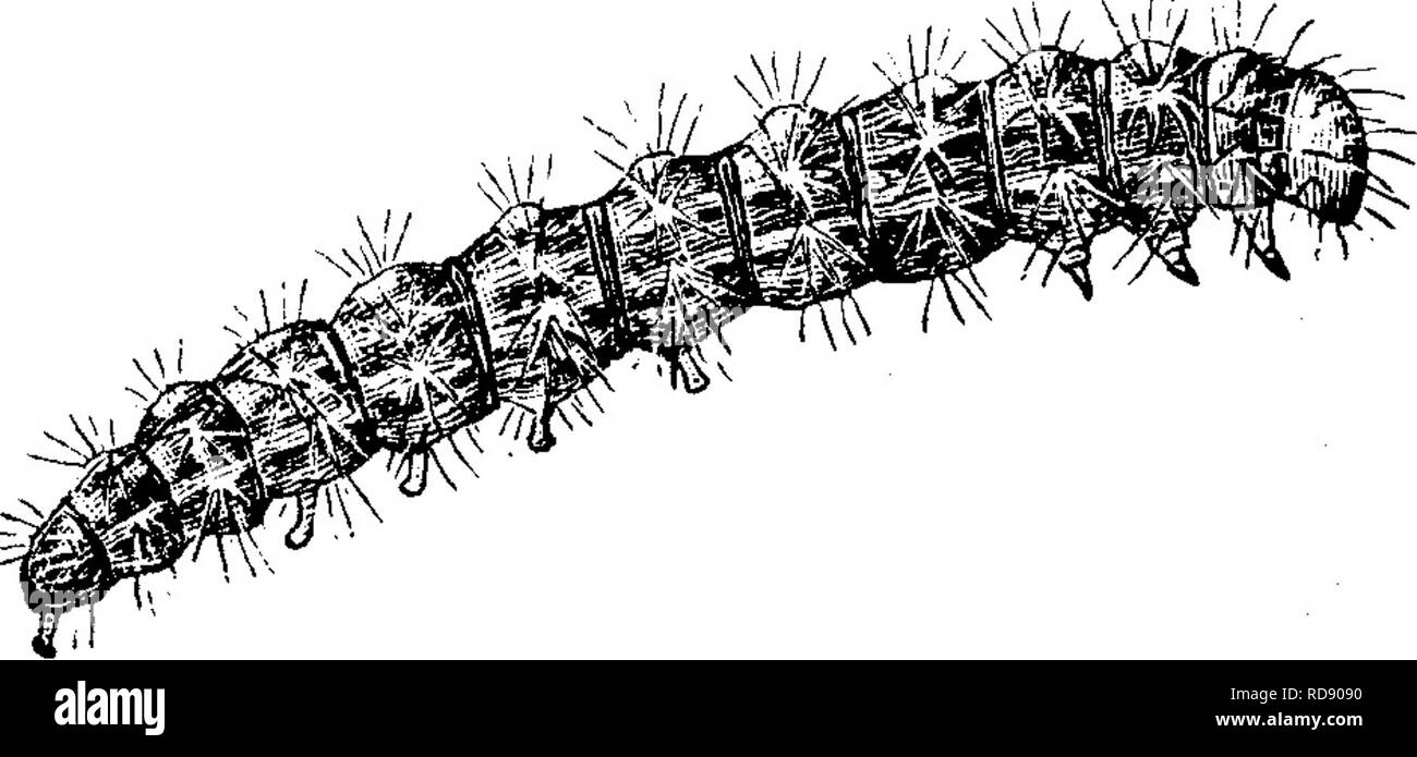 Transverse moth hi-res stock photography and images - Alamy