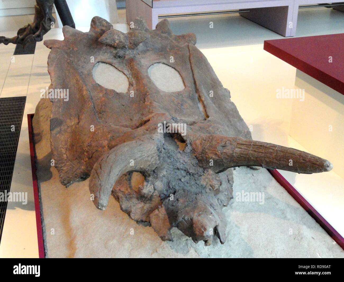 Anchiceratops ornatus, Near Drumheller, Alberta, Canada, Late ...